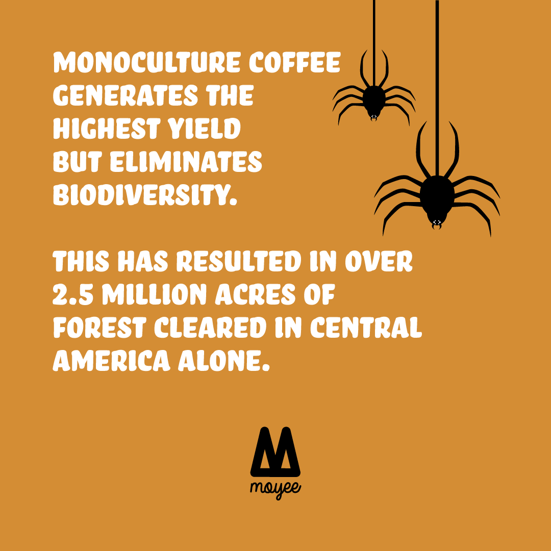 SCARY COFFEE FACTS | Moyee Digital (b2c)